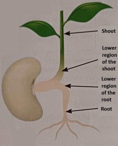 Plant Hormones | Revision Science